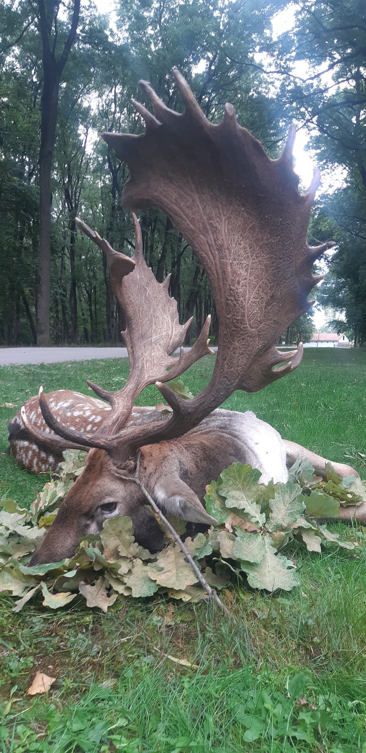Hungary - Hunting Pleasure