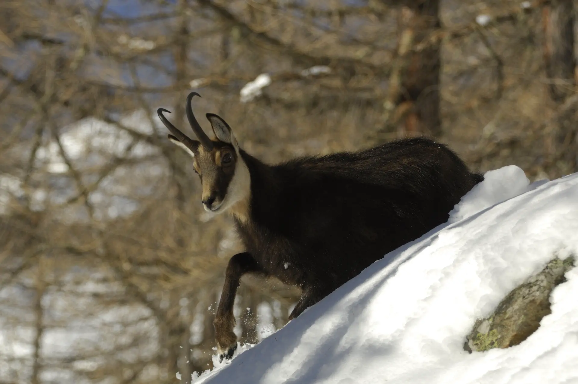 Chamois - Hunting Pleasure