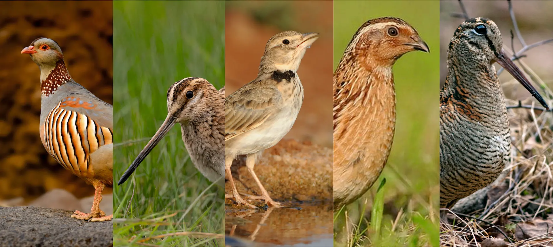 Small Game - Hunting Pleasure