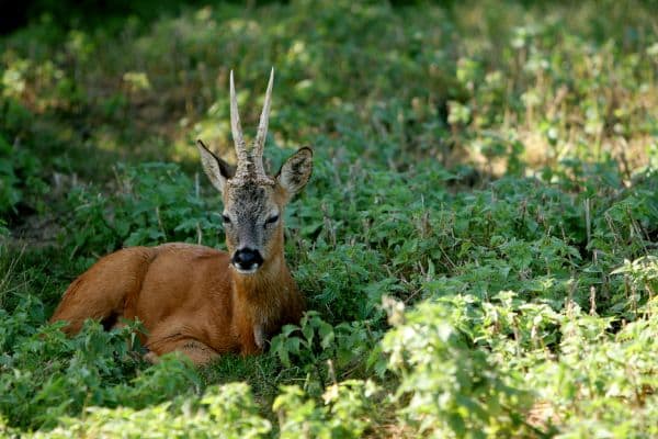 Brocards - Hunting Pleasure