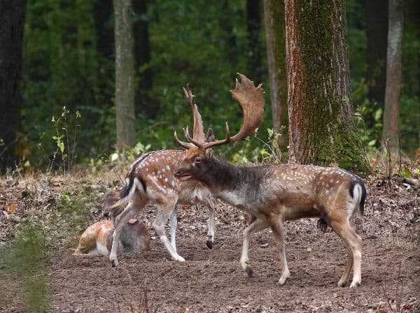 Fallow Deer - Hunting Pleasure
