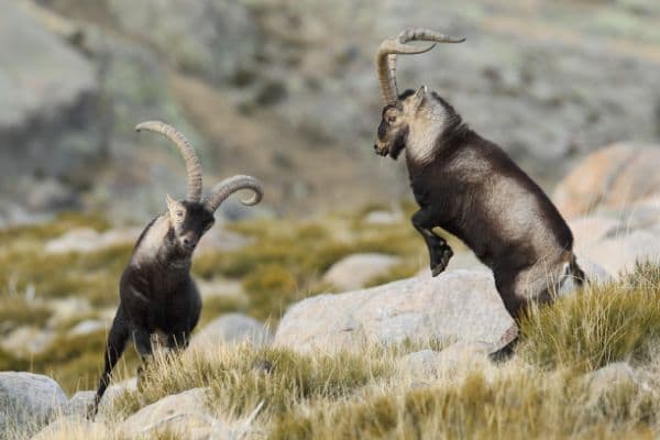 Ibex - Hunting Pleasure